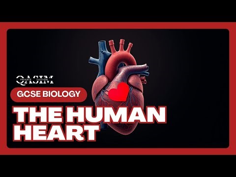 ❤️ GCSE Biology | The Human Heart | Structure, Function & Blood Flow