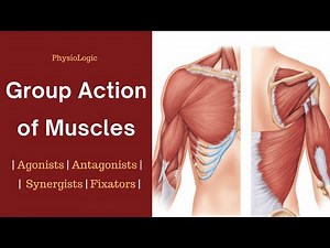 Group action of muscles | Agonists | Antagonists | Synergists | Fixators