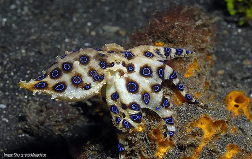 Southern Blue-Ringed Octopus | Oceana