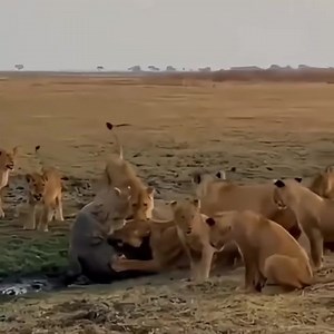 1M views · 7.8K reactions | Lion vs crocodile | Latest Sightings - Kurger | Facebook