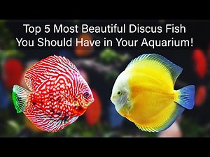 Top 5 Most Beautiful Discus Fish You Should Have in Your Aquarium!