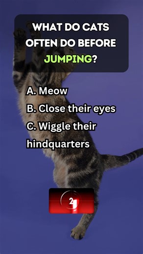 🧶 Fun Cat Facts Quiz! 🐾 Are You a Cat Expert | Quizzy Vibes