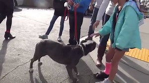 🏡 LALA'S FREEDOM VIDEO! 🏡 This beautiful girl is so special and her knew family knew that the minute they saw her. Take a look at her FREEDOM VIDEO thanks to all of your SHARING and this great family. Happy life sweet LALA ❤️ | Saving Carson Shelter Dogs