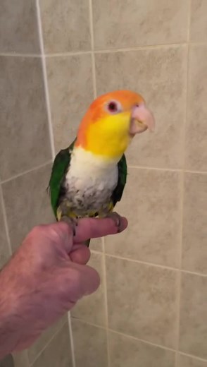 Funny Bird Enjoying Bath Time with Purin 2