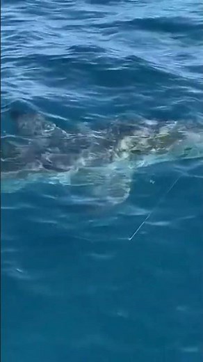 Fisherman hooks great white shark off Florida coast