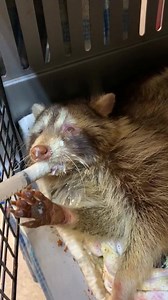 2.5K views · 202 reactions | Ruby wants to live .. | Saving West Virginia wildlife - SWVWL | Facebook