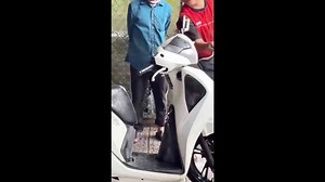 Wild snake removed from motorcycle handlebars