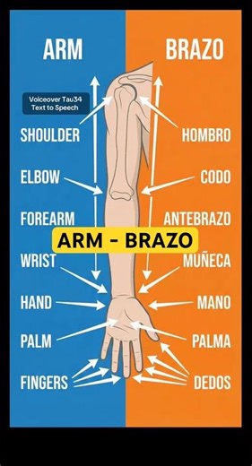 Inglés de imágenes: Arm - Brazo. Learn Arm Parts in English 🇺🇸🇪🇸 | Visual Dictionary #english