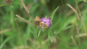 Common Carder Bee (Bombus pascuorum) a ginger brown bumblebee flying insect found in the UK and Europe, wildlife stock video footage clip