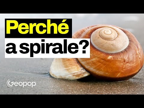 Why do shells have this shape? The mathematics of the spiral