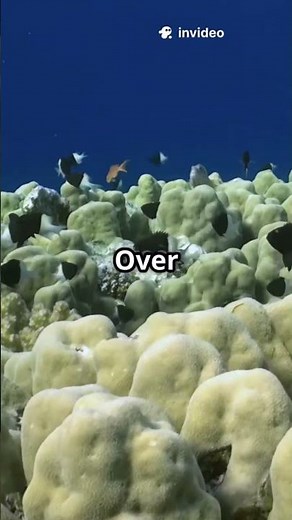 Coral Reefs in 60 Seconds: You Won't Believe How They Grow!
