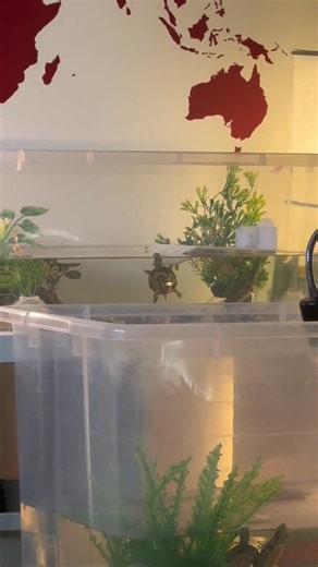 Turtle 🐢🌿🪷 #turtlesoftiktok #turtletok #turtlelover #reptile #reptilesoftiktok #animals #tank #cute #cuteness | TurtleNest Diaries