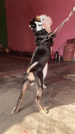 Mafiya ka matlab main 😱😈#pitbull #shortvideo #viral #shortsvideo #doglove #viralshorts