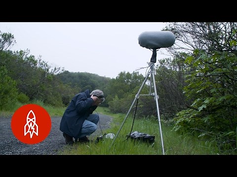 This Is What Extinction Sounds Like