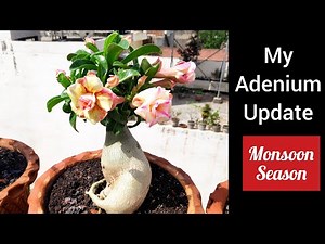 Adenium plants collection overview monsoon season, june july adenium care n fertilizer