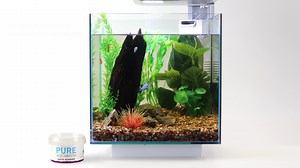 🌊 PURE Aquarium Waste Remover 🌊 Keep your aquarium clean and healthy with our easy-to-use, award-winning PURE Aquarium Waste Remover! Packed with beneficial bacteria, this product breaks down organic waste, uneaten food, and fish waste, leaving your water crystal clear and reducing filter maintenance. Simply add it to your tank and let the bacteria do the rest, promoting a healthier environment for your fish. #PUREAquarium #AquariumCare #WaterQuality #AquariumMaintenance #FishCare #HealthyAqua