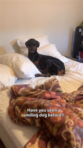 Submissive smiling 😁 it’s not because he’s guilty or aggressive but it’s called an appeasement gesture to communicate that he means no harm. My dog smiles when he’s happy or excited and always gives me a big smile when I get home from work #dog #dogsmiles #smilingdog | honkifyoulovemydog