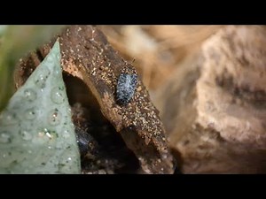 Dermestaria - Part 3: Introducing springtails … and a predator?