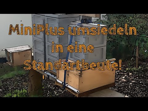 MiniPlus umsiedeln in eine Standartbeute !