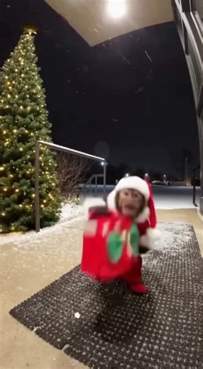 Engaging Monkey Videos for Animal Lovers