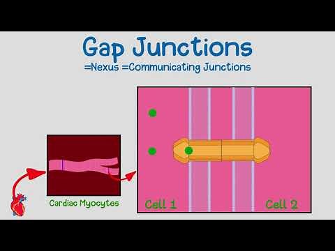 Gap junctions (Functions and structure)