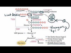 Glycogen for the USMLE Step 1