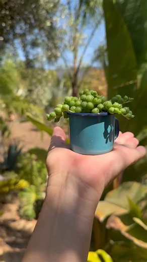 78 reactions | String of Pearls ‘Senecio rowleyanus’. A little idea…..  #stringofpearls #succulents #diy #diyideas #project | Planet Desert | Facebook