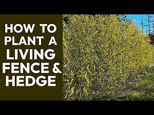 How to Create a Stunning Living Willow Fence and Hedge