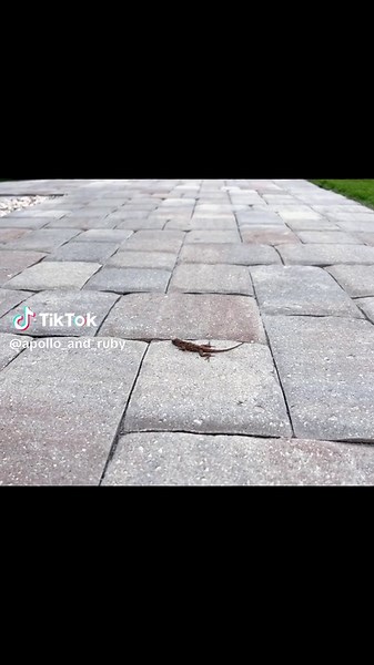 Save the dragons 🐉 ❄️🙏😁#florida #fallingiguanas #iceicebaby #anole