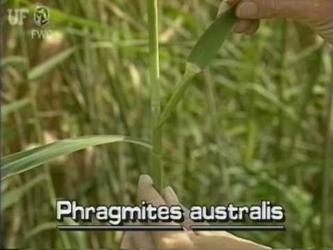 common reed (Phragmites australis)