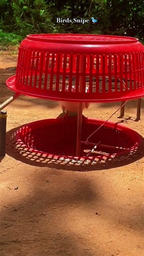 How to Catch a Pigeon Easily | Smart Trap Technique #shorts