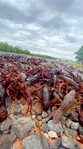 🫡 Keep an empty sack in the car, just in case… These crawfish were placed there for demonstration purposes, but this is a real phenomenon! Check out our “Cinco De Bayou” specials! #crawfish #farming #louisiana #cajun #swamps #neworleans | Louisiana Crawfish Company