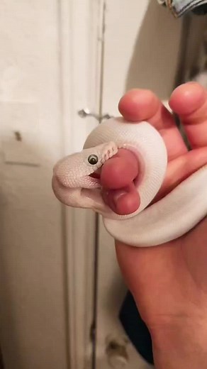 Ball Python Bites Owner's Finger: Funny Snake Video