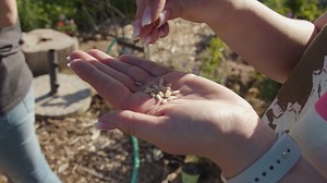Catalyst: How seed libraries are protecting our food