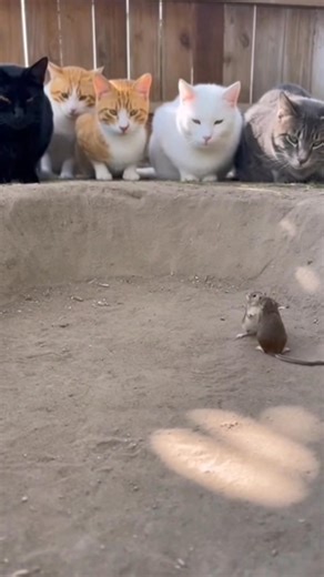 “All the cats gathered like it’s a live Pay-Per-View fight 😂🐱🐭🥊” #AICreated #AIVideo #AIGenerated #AIReels #FunnyCats #CatLovers #CatLife #PetVideos #CatHumor #FunnyAnimals #CuteAnimals #RatFight #AnimalMoments #PetReels #CatReels #CatsWatching #AnimalComedy #PetFun #CatWorld #CatTok #ViralReels #TrendingReels #ReelsVideo #FacebookReels #PetTok | The ZiggleSnort
