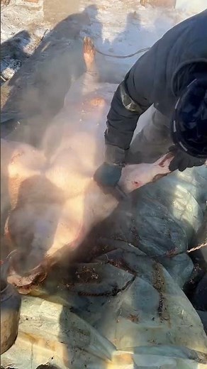 Butcher Skills: Mastering the Whole Pig | Pro Talent Cutting & Cleaning Pork