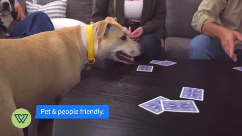 Wondercide - Flying Insect and Fly Trap - Indoor Bug Catcher for Fruit and House Flies, Gnats, Moths, and Mosquitoes - Starter Kit for Home and Kitchen - 1 Plug-in Light and 1 Cartridge