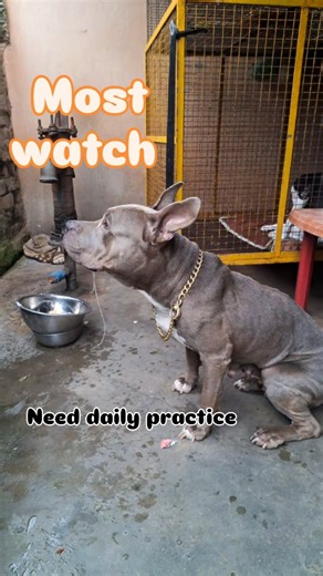 Krushna Sahoo on Instagram: "Commands need to practice daily 😫"