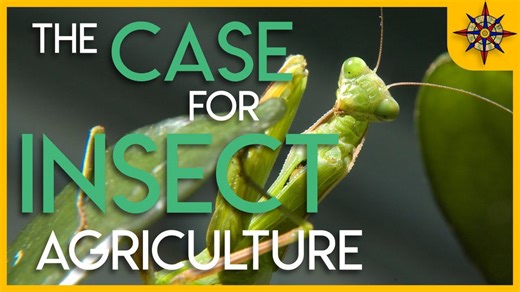 Insect Farming Is Coming – Are We Ready?