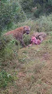 Leopard Vs Hyena. An intense encounter as frenemies fight while sharing a kill (meal). #hyenas #spottedhyena #leopards #bigcats #bigcatsofafrica #gamedrivesafari #wildlife #safari #nature #africa | Wildfriends Africa
