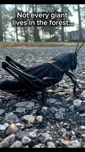 Hidden in Nature: Giant Roadside Cricket - Would You Notice?