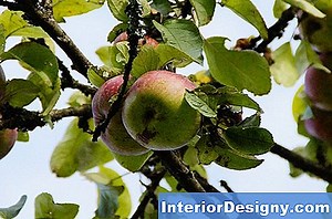 Tuin: Hoe Een Appelboom Snoeien En Spalken Om Vruchtbare Sporen Te Krijgen - 2026 | Nl.Interior-Designy.com