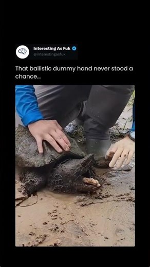 Turtle Chomps Fake Finger