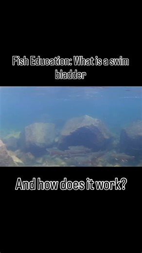 Fish Education: Swim bladders are used primarily for aiding in depth control for fish. Reducing air in the bladder causes fish to sink and vice versa. Swim bladders can also be used for hearing in some fish, but not all! Swim bladders come in two flavors 1) Physoclisti (not attached to digestive system). This is present in fish like bass, perch. 2) Physostomous, which is attached to digestive track. This is present in fish like trout, pike, and carp. So how the hell does air get in there to begi