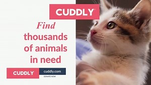 Cuddly TV Spot, 'Help Animals Around the Globe'