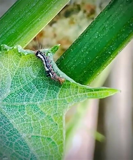 What caterpillar is this?
