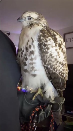 Manning a red tail for falconry. #birds #animal #animals #falconrylife #falconry #viral #fyp