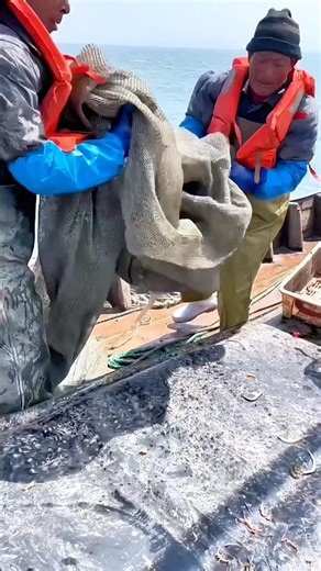 Harvesting Flounder: Nets haul in a fresh and bountiful catch!