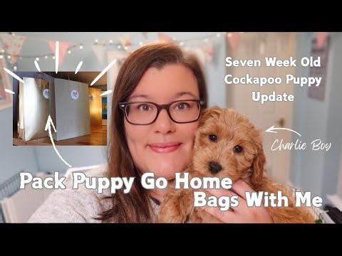 7 Week Old Cockapoo Puppies Update | Packing Puppy Go Home Bags, Learning Stairs, Outdoor Fun!
