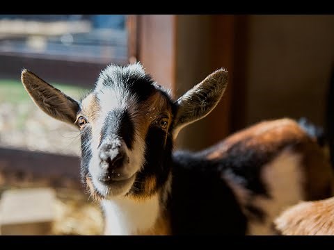 How Do I Have Goats In My Suburban Backyard?